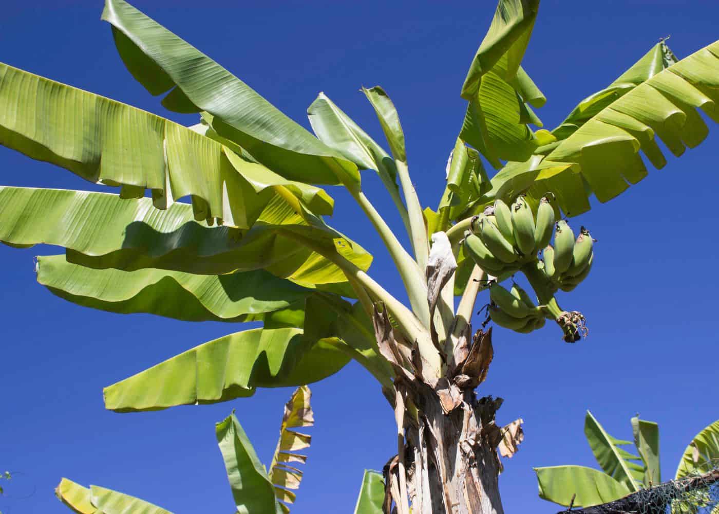 Banana tree care essentials 🍌 🌳 Discover how to nourish and protect ...