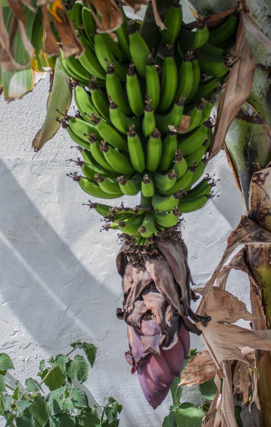 Banana tree flowering stages 🌼🍌 Follow the journey of growth