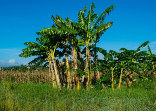 Banana tree roots 🌱 🍌 Dive into the underground world of banana plants
