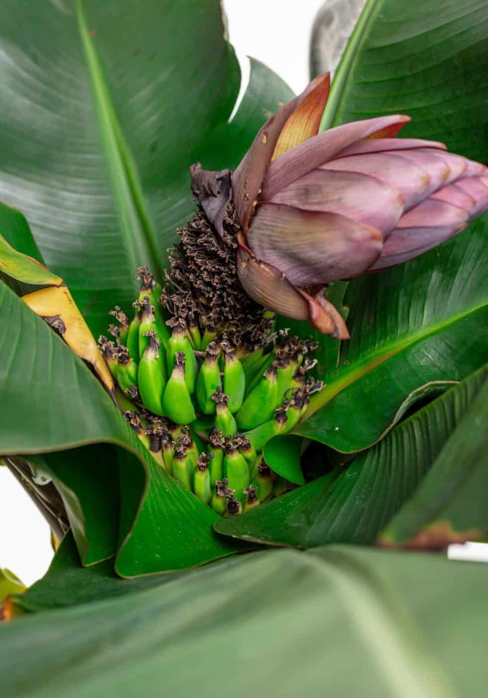Dwarf cavendish banana tree care essentials 🍌 🌱 Unlock a bounty of bananas!