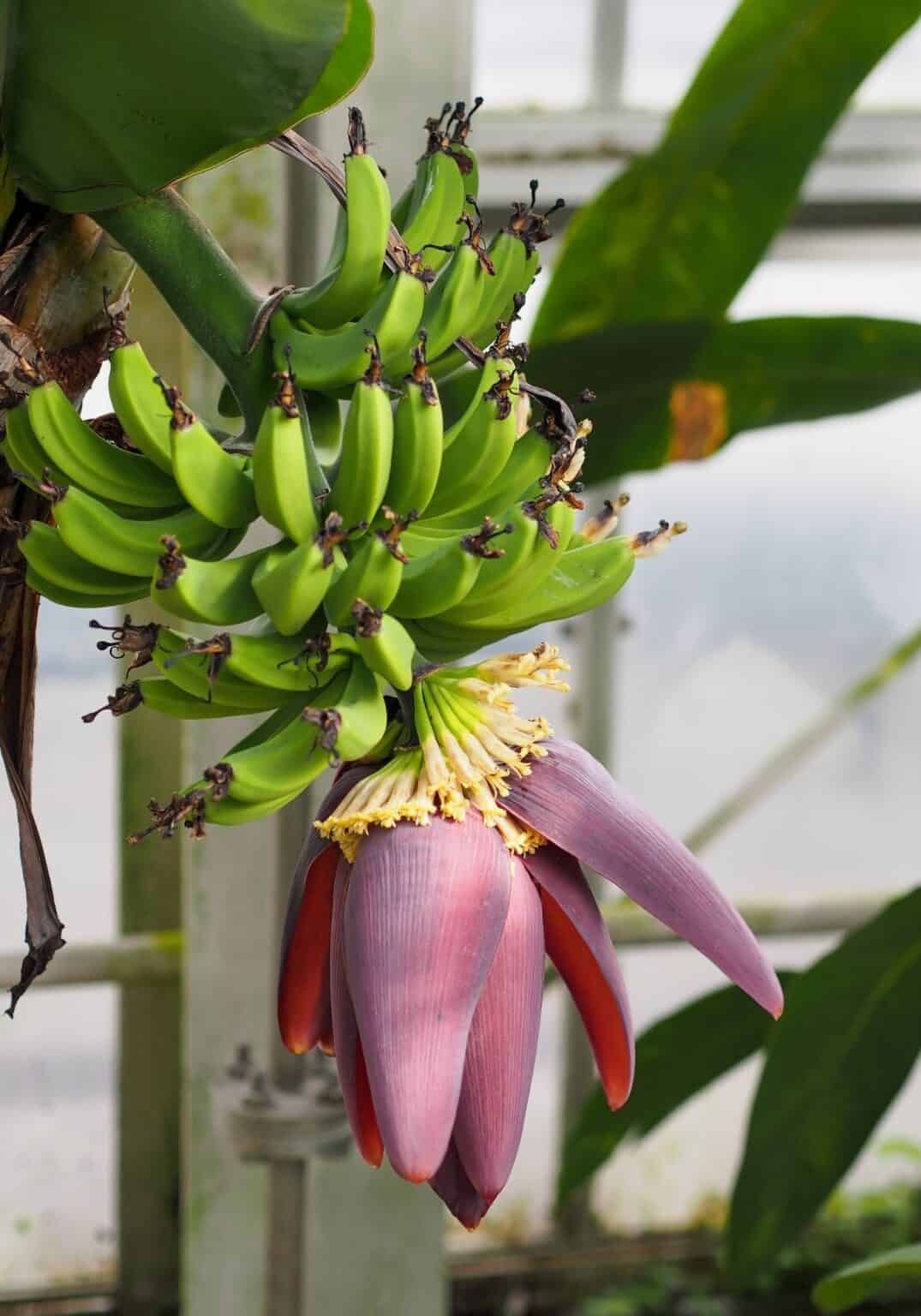 Dwarf cavendish banana tree care essentials 🍌 🌱 Unlock a bounty of bananas!