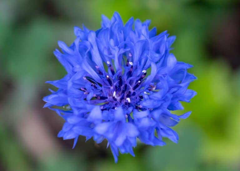 20 Flower seeds to plant in February 🌱 Kickstart your spring blooms!