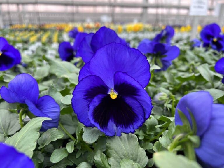 11+ flowers to plant in March 🌷 📅 Jumpstart your spring garden