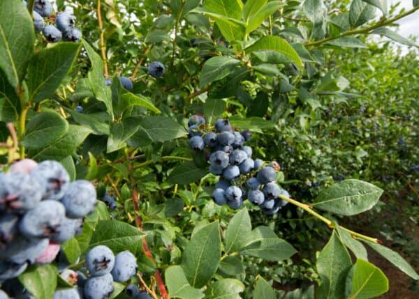 Blueberry plant fertilizer 🌿 🫐 Boosting growth and fruit yield