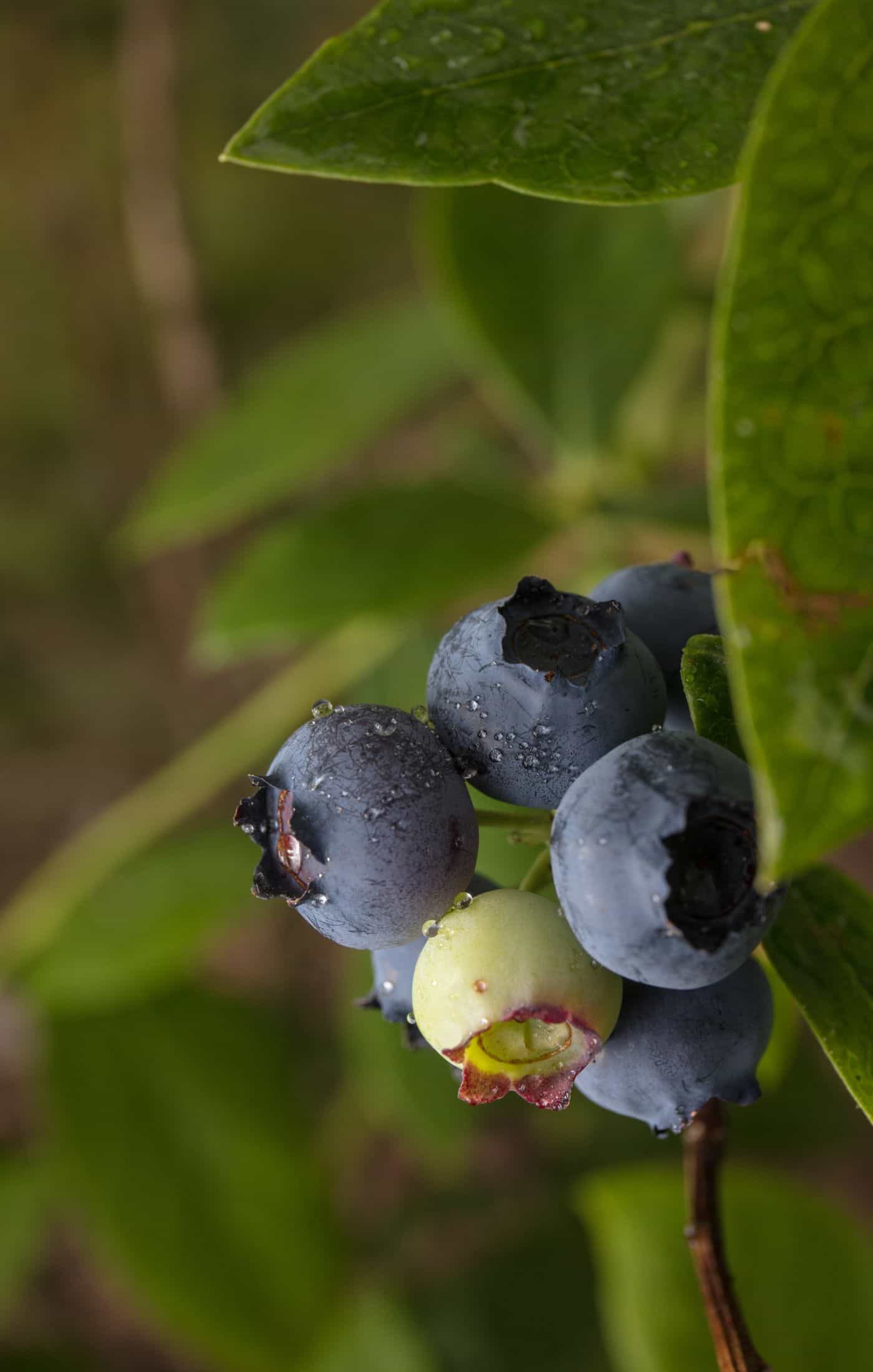Blueberry plant fertilizer 🌿 🫐 Boosting growth and fruit yield