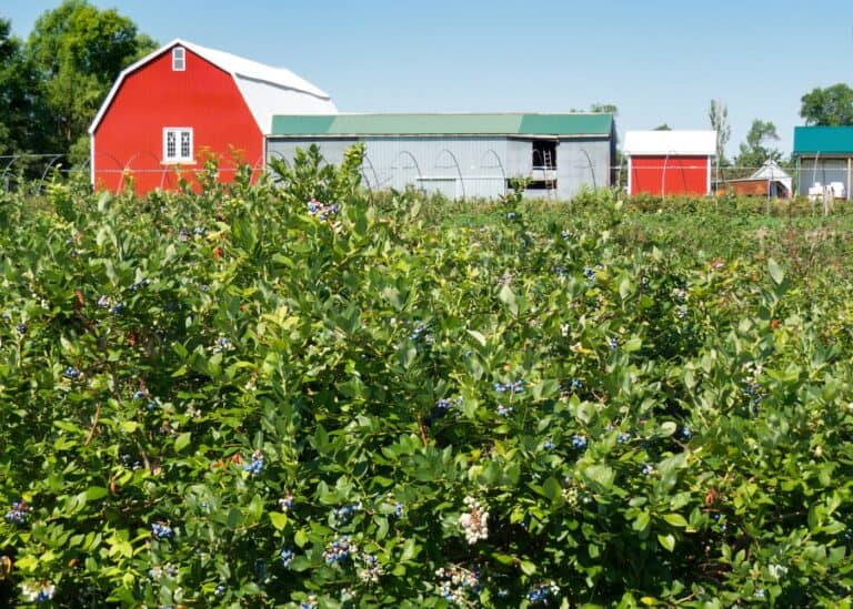 Blueberry plant spacing 🌱 ↔️ 🌱 Getting the distance right for fruitful ...
