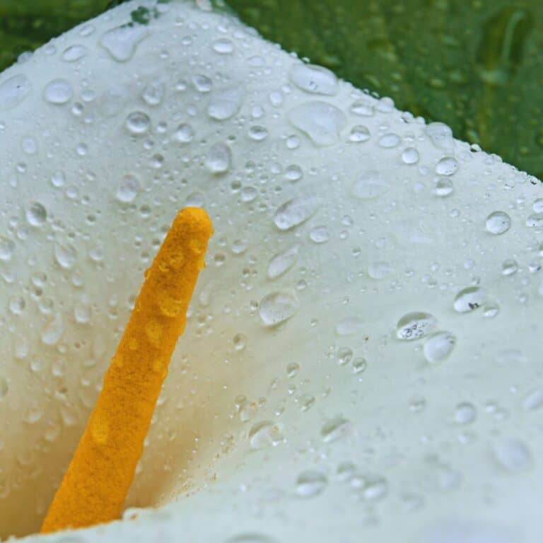 Calla lily care 🌷 🌼 Essential tips for radiant blooms