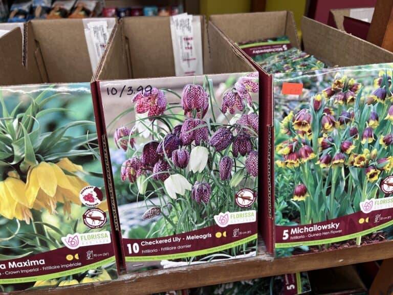 Naturalizing bulbs in your landscape 🌷 🌼 A gardener's guide