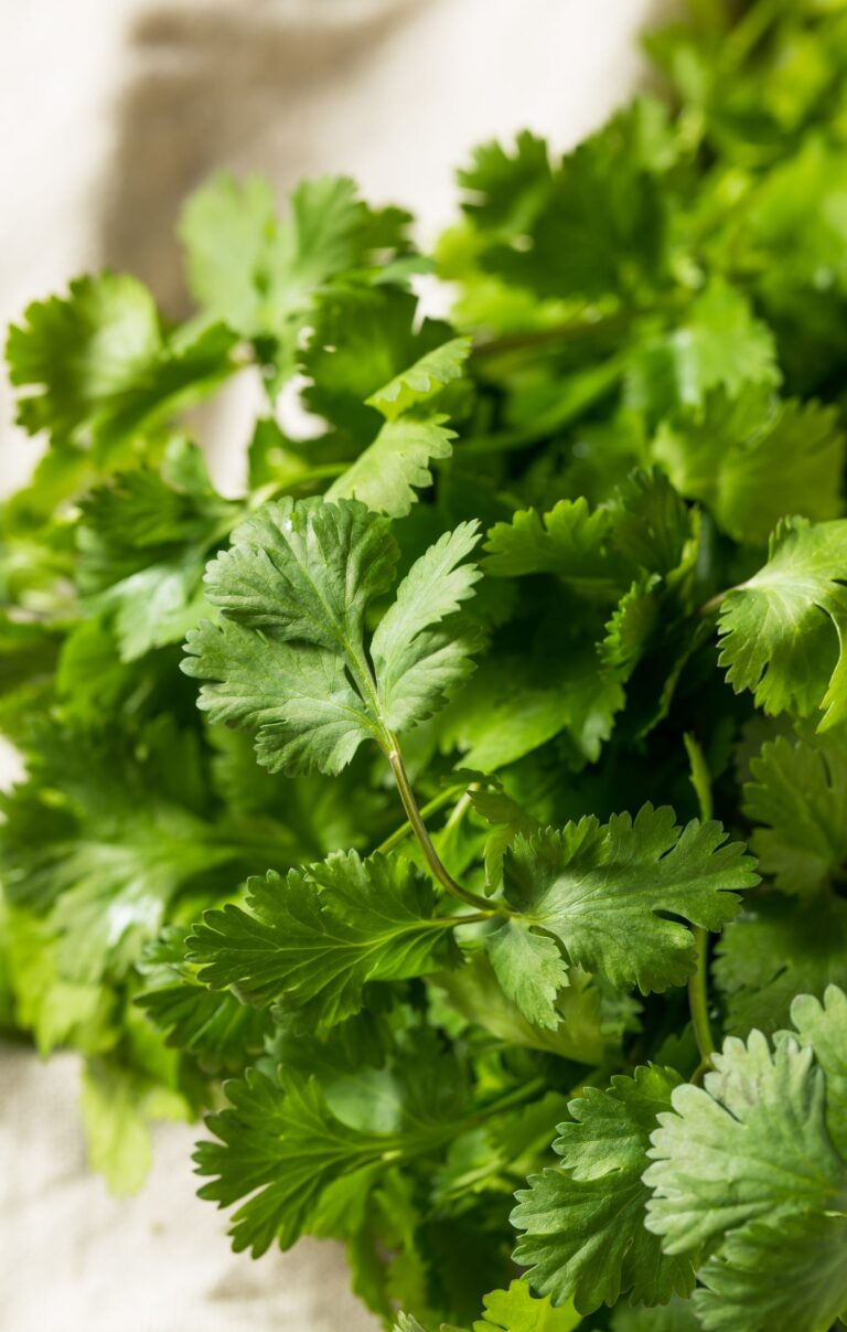 Click and Grow cilantro 🌱 A modern approach to classic herb gardening