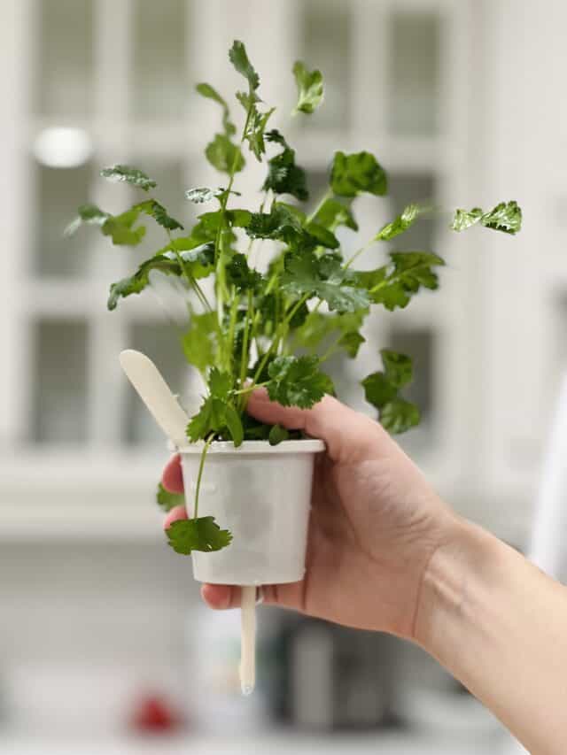 Click and Grow cilantro 🌱 A modern approach to classic herb gardening