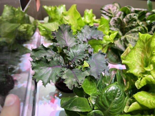 Click and Grow 25 review 🌿 👀 Is it worth the hype?