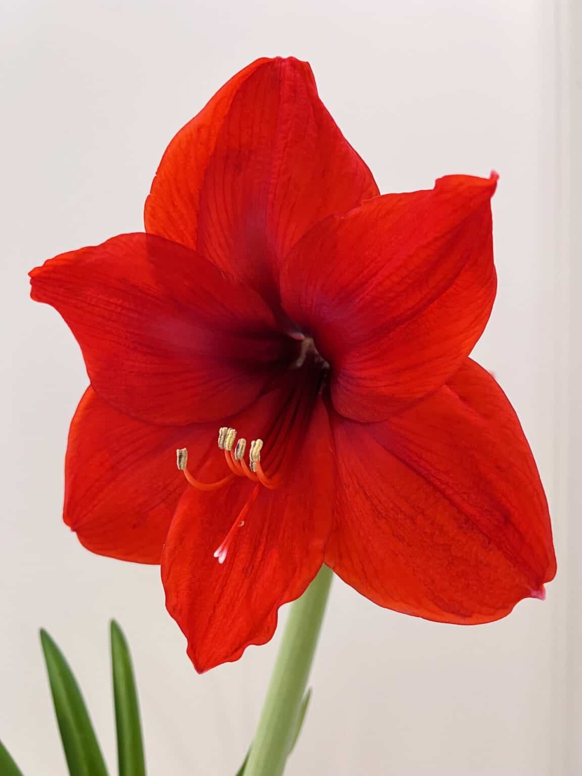 Red lion amaryllis 🌹🦁 Caring for this vibrant beauty