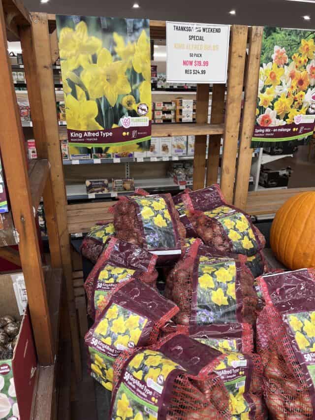 Naturalizing bulbs in your landscape 🌷 🌼 A gardener's guide