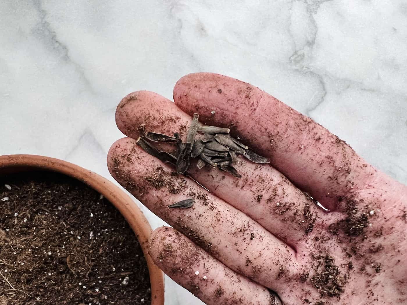 20 Flower seeds to plant in February 🌱 Kickstart your spring blooms!