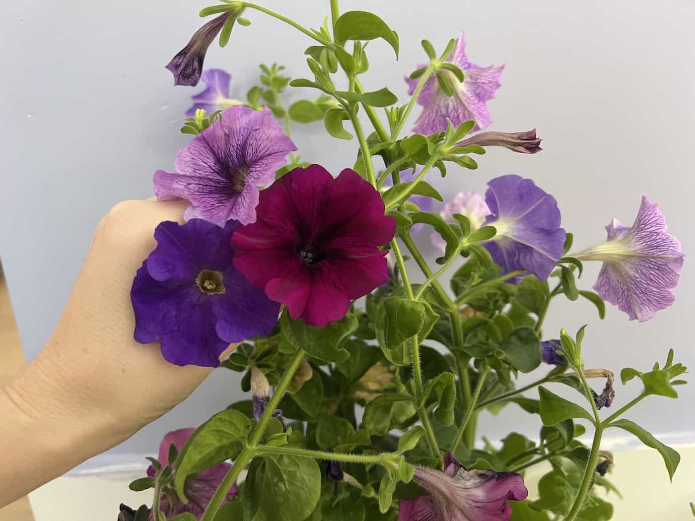 Petunia Plant Care