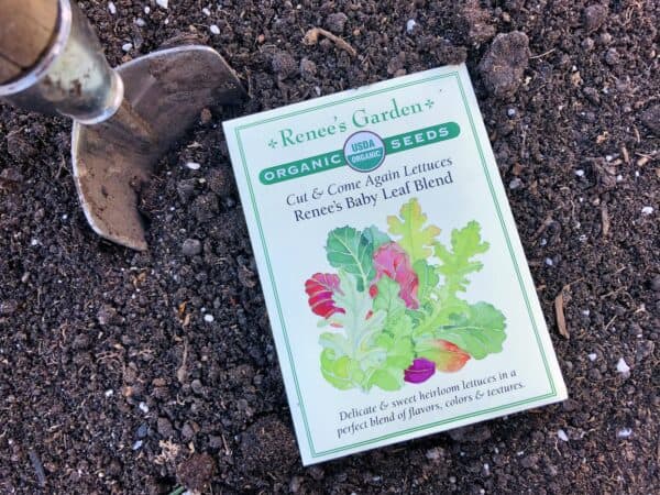 Direct sowing seeds 🌱 🌼 A beginner's guide to planting outdoors