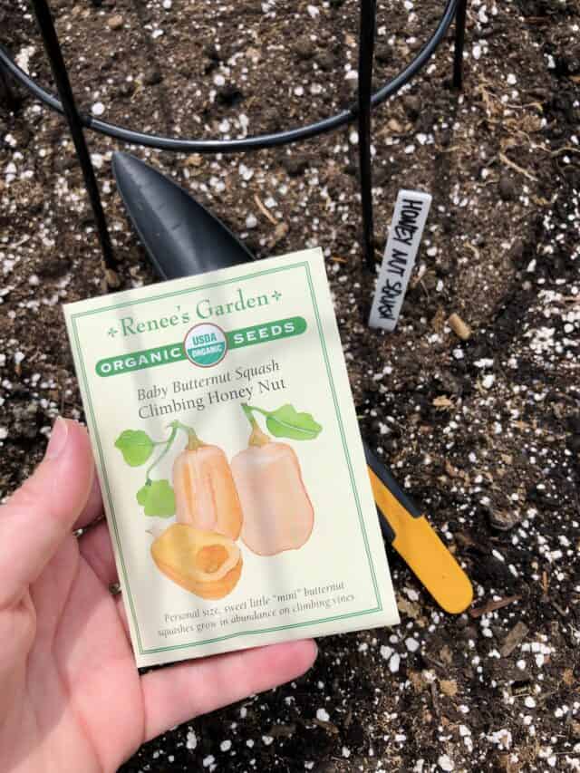 Direct sowing seeds 🌱 🌼 A beginner's guide to planting outdoors