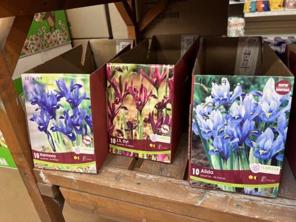 Naturalizing bulbs in your landscape 🌷 🌼 A gardener's guide
