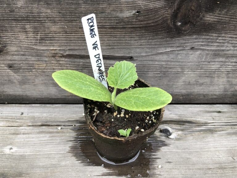 Transplanting vegetables ???? ???? A step-by-step guide