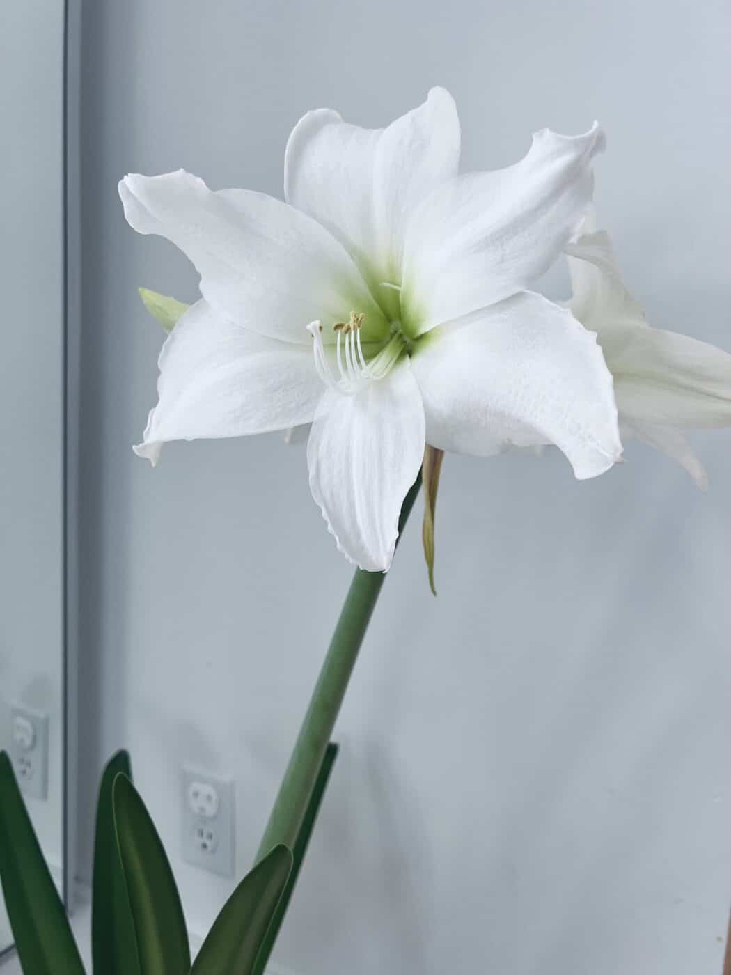 An introduction to white amaryllis 🌸 ️ From bulb to breathtaking bloom.