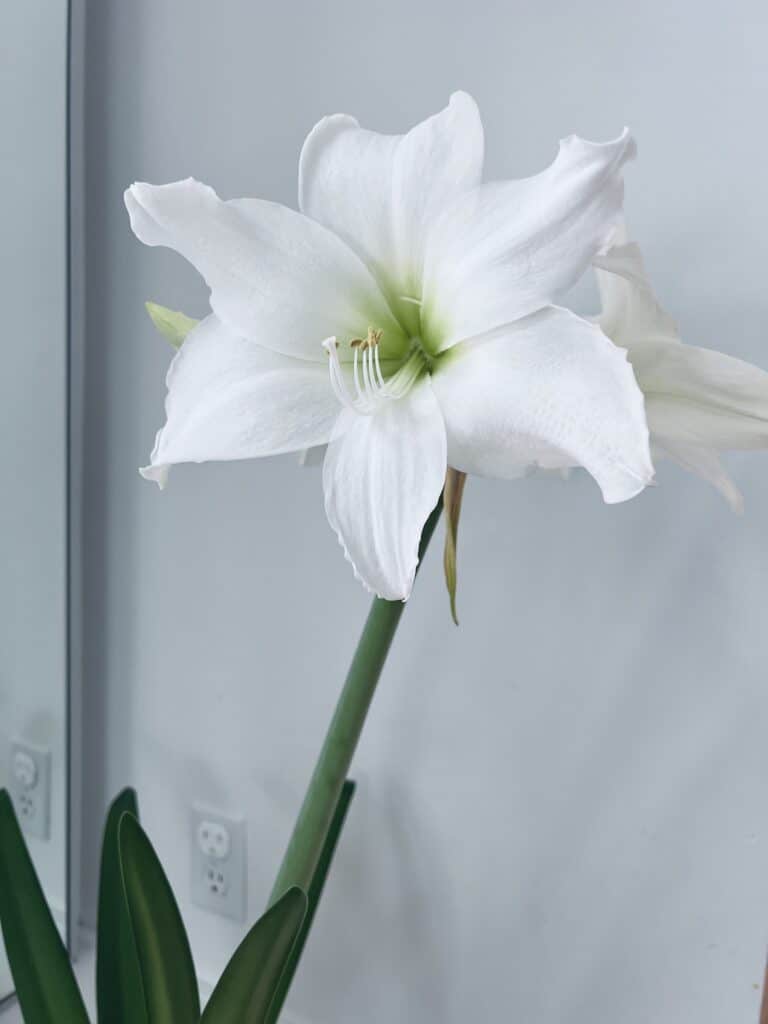 An introduction to white amaryllis 🌸 ️ From bulb to breathtaking bloom.