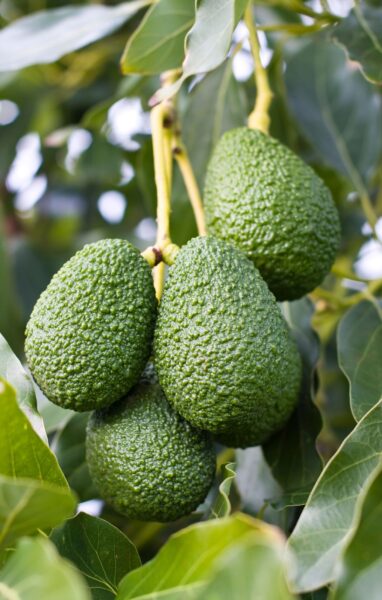 How often to water avocado tree wisdom 🥑💧 Find the right rhythm for ...