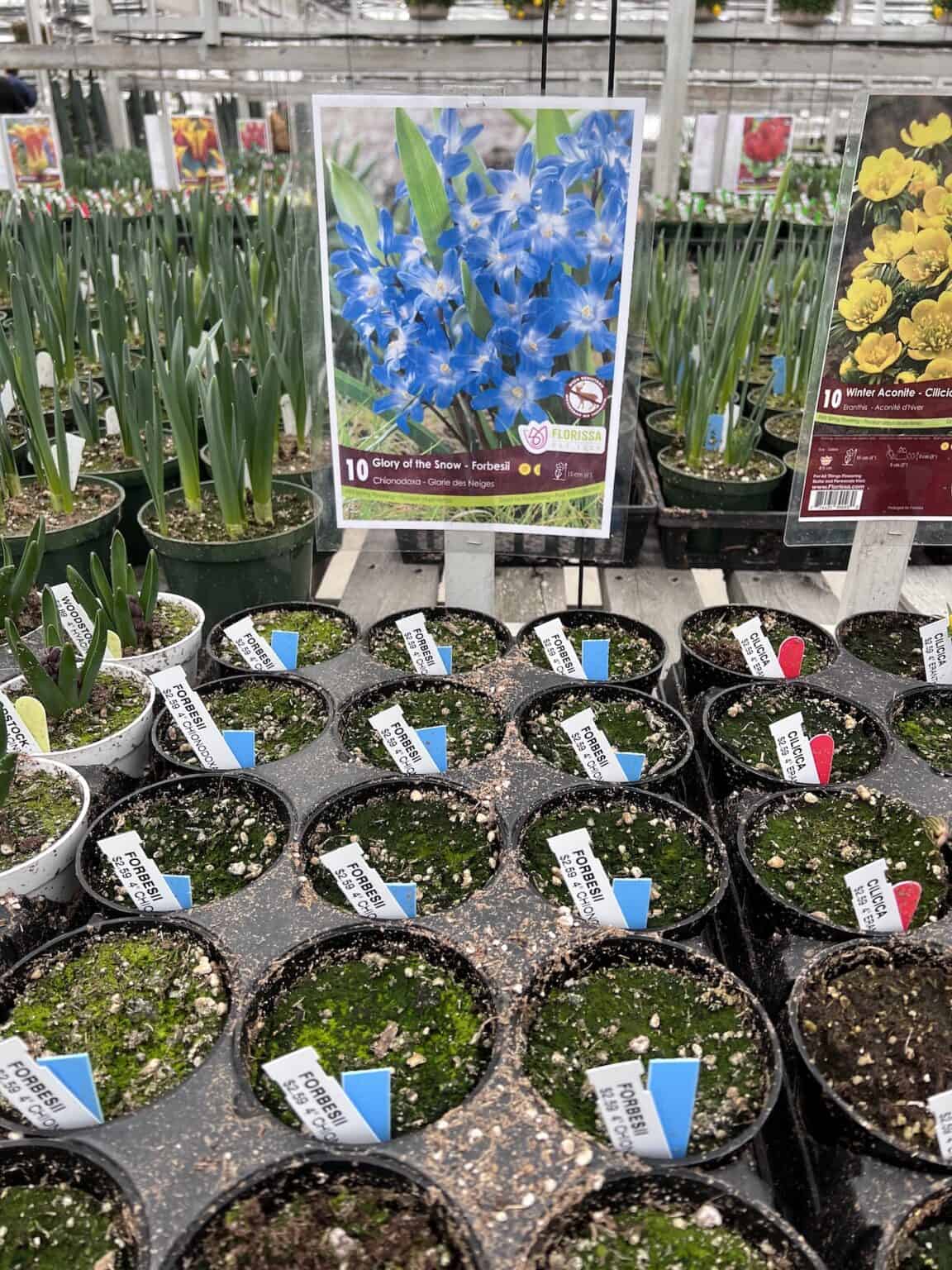 Naturalizing bulbs in your landscape 🌷 🌼 A gardener's guide