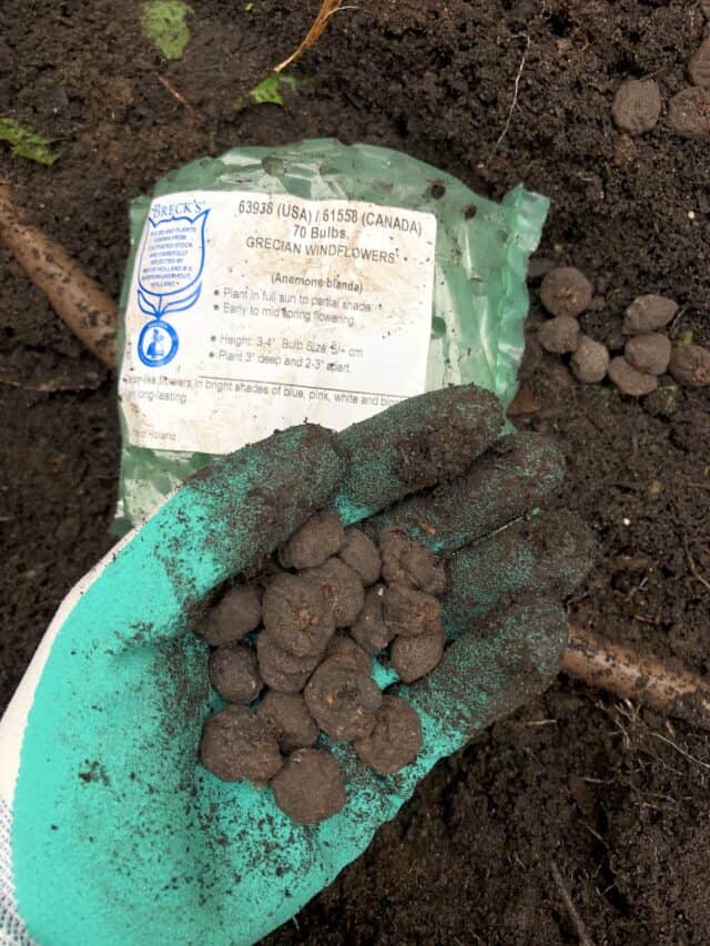 Naturalizing bulbs in your landscape 🌷 🌼 A gardener's guide