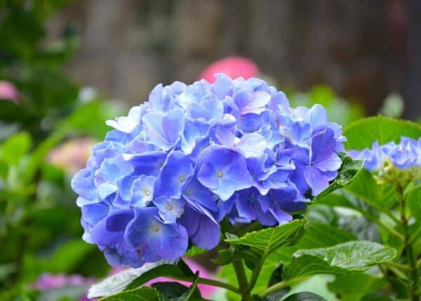 How to make hydrangeas blue 🌸 💙 Create vibrant, eye-catching blooms