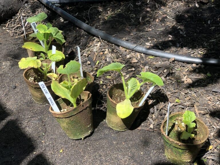 Transplanting vegetables ???? ???? A step-by-step guide