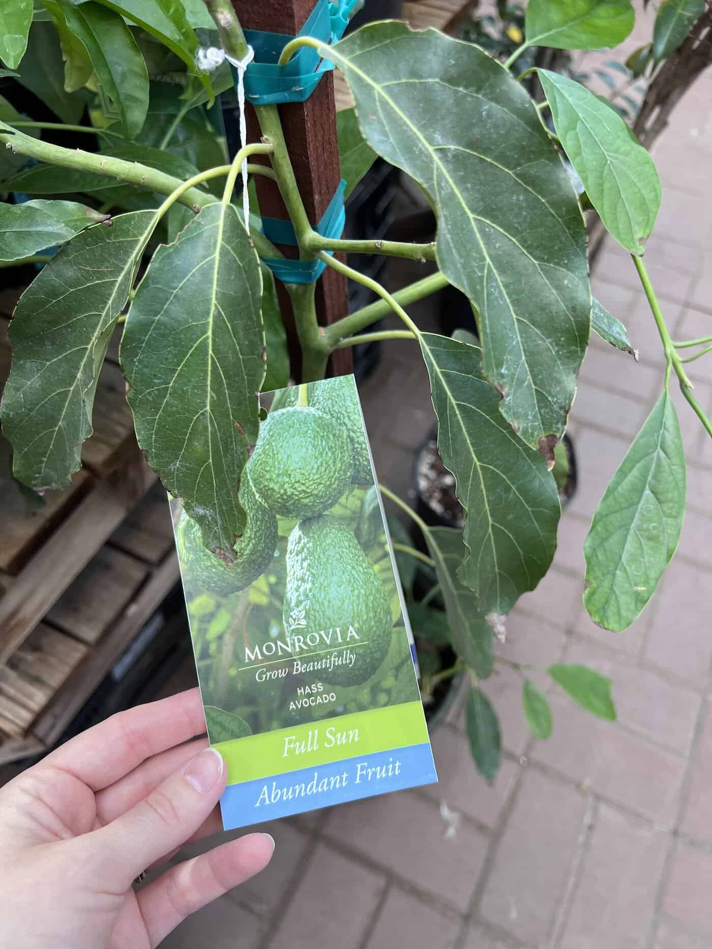 How to grow an avocado tree 🥑 🌳 Steps to lush, fruit-bearing success