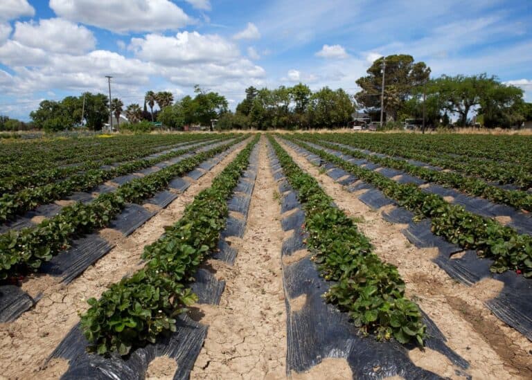 Hill system strawberries 🌿 🍓 A step-by-step guide for gardeners