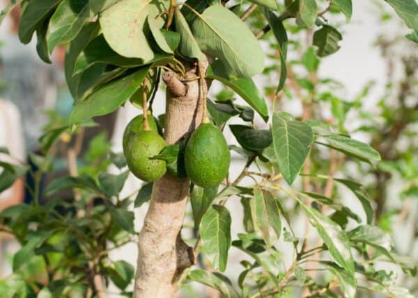 Avocado - Guides and articles 👩‍🌾 | Home for the Harvest