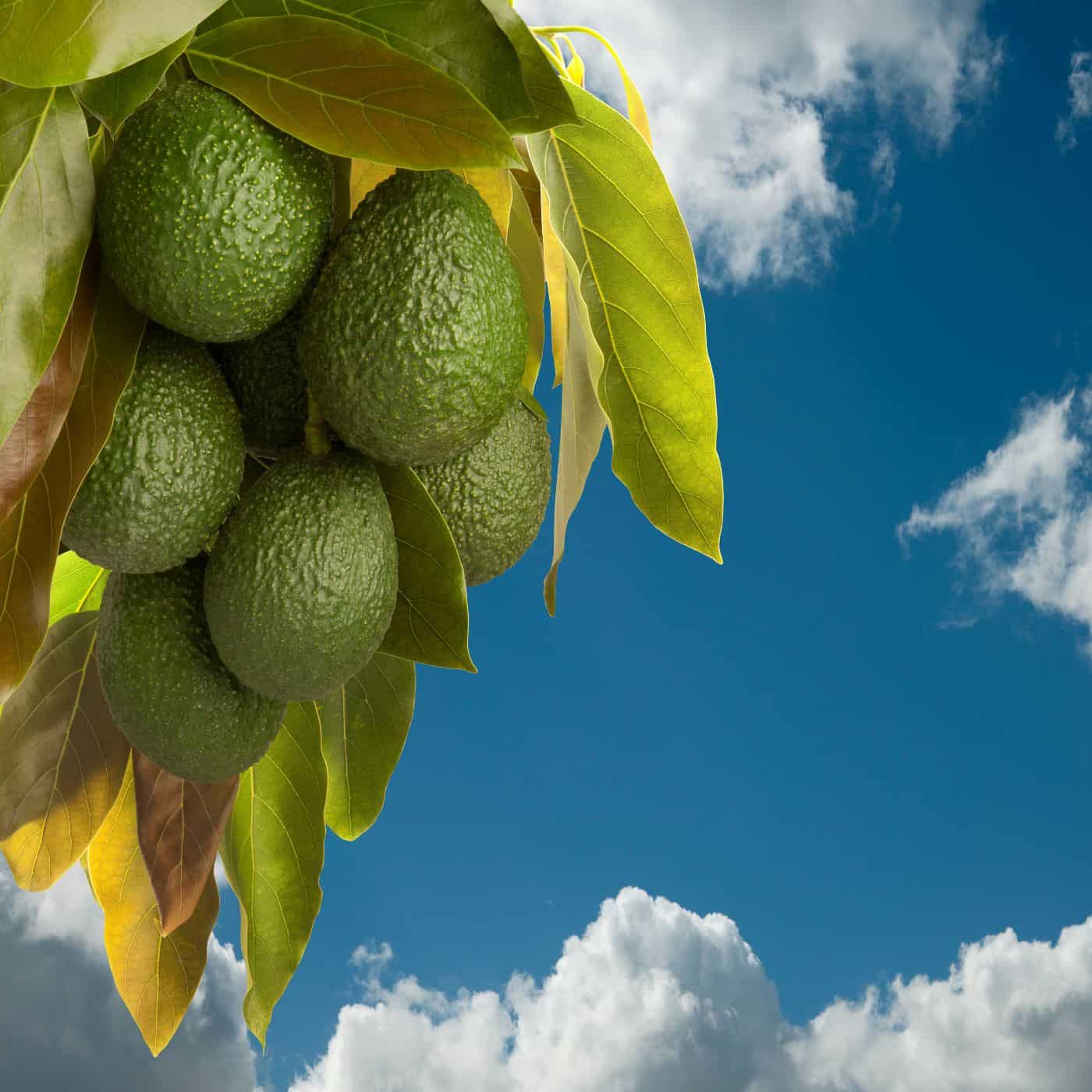 How often to water avocado tree wisdom 🥑💧 Find the right rhythm for ...
