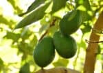 How to fertilize an avocado tree 🥑 🍃 The essential steps to boosting ...