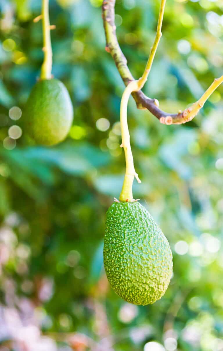 How to grow an avocado tree 🥑 🌳 Steps to lush, fruit-bearing success