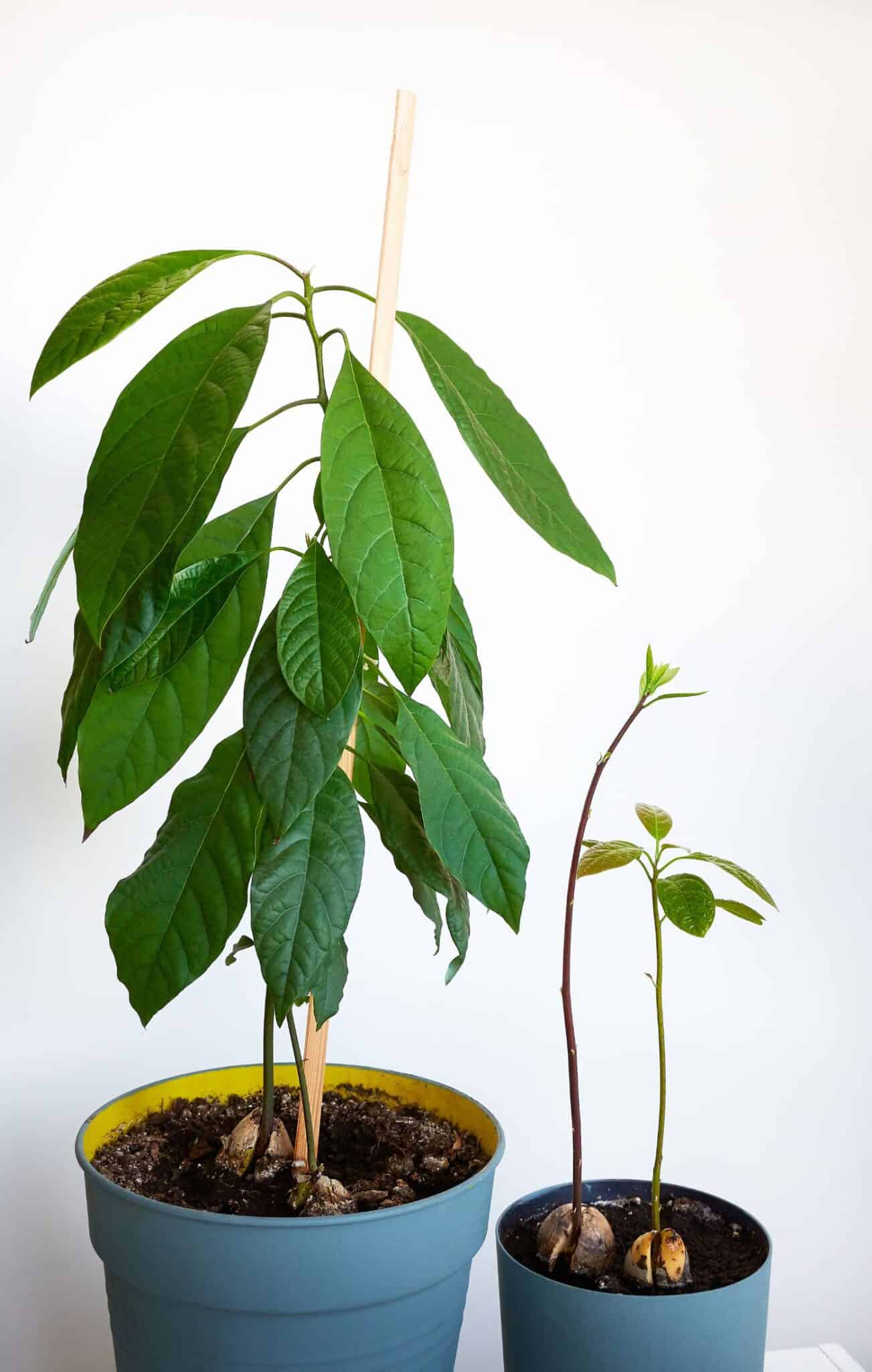How to grow an avocado tree from seed 🌳 🥑 Steps to sprout success