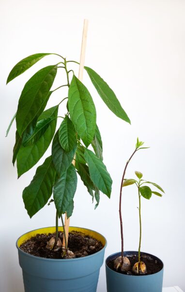 How to grow an avocado tree from seed 🌳 🥑 Steps to sprout success