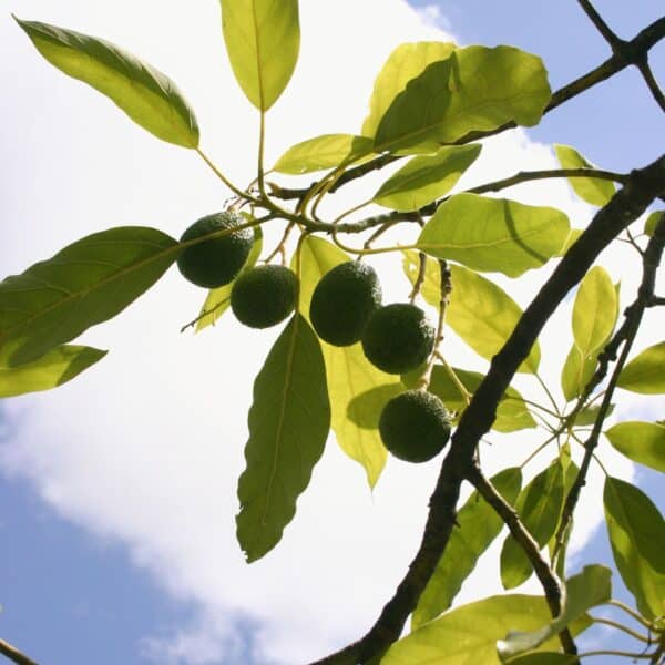 How to grow an avocado tree that bears fruit 🌱 🥑 Steps for success