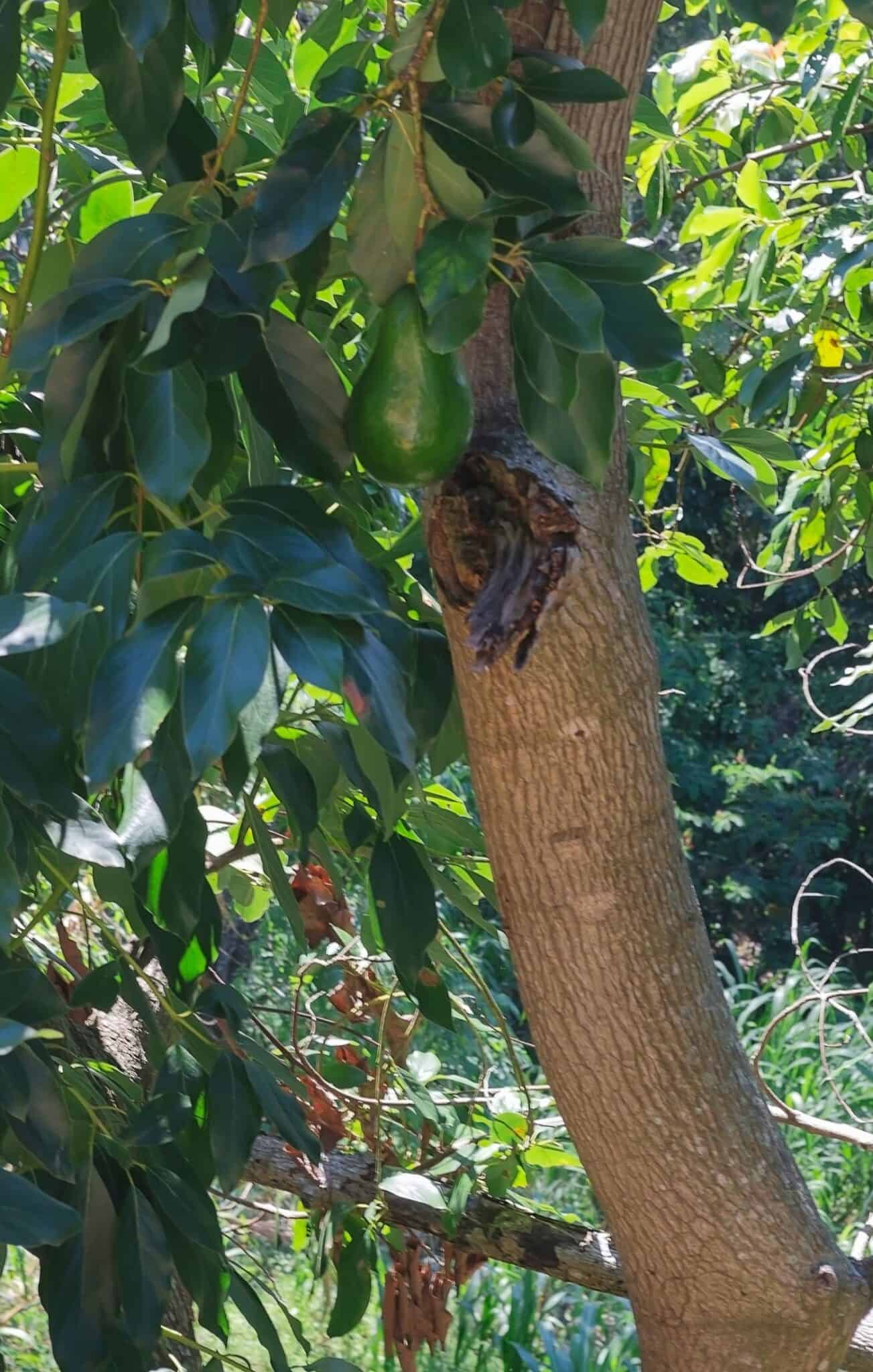 How to grow an avocado tree that bears fruit 🌱 🥑 Steps for success