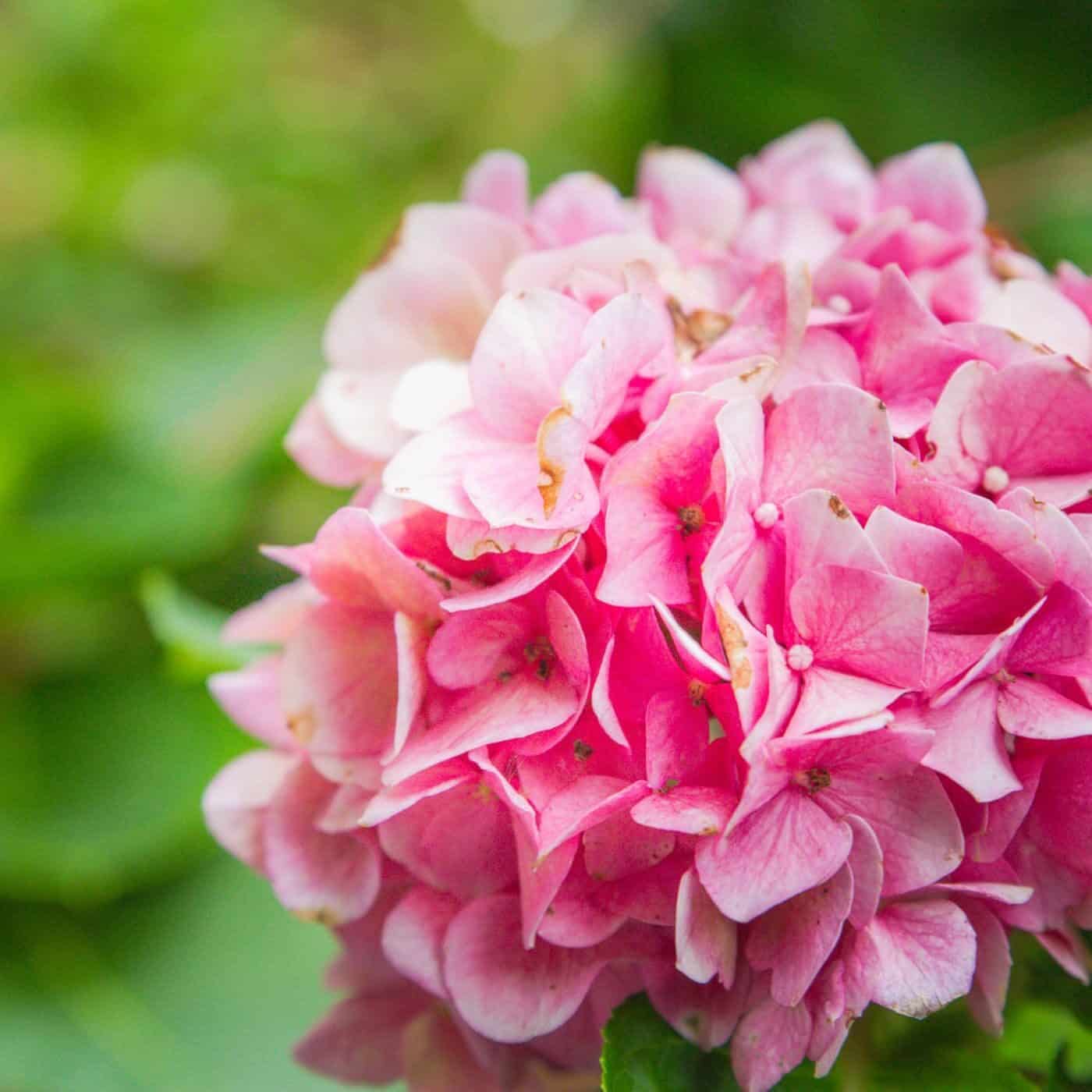 How to make hydrangeas pink 🌸 💖 Unveiling the secrets for lovely blooms