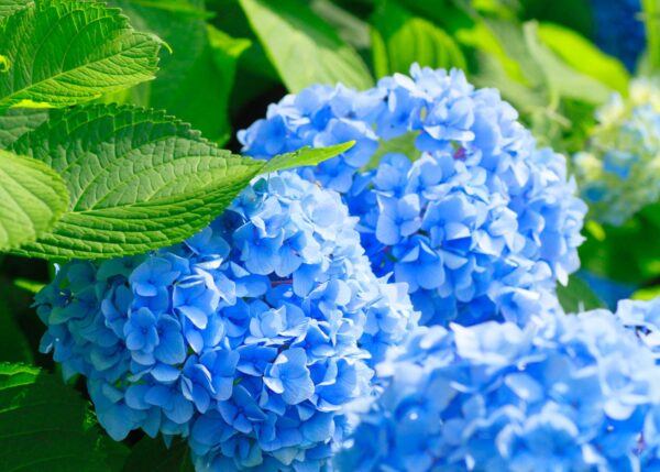 How to make hydrangeas blue 🌸 💙 Create vibrant, eye-catching blooms