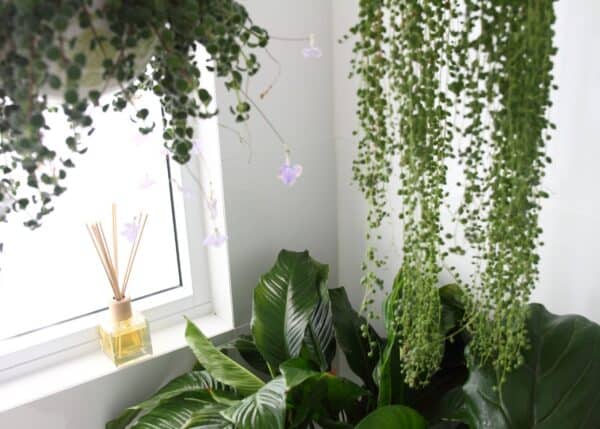 Beat the cold with indoor winter gardening 🏠 🌨 Tips for thriving plants