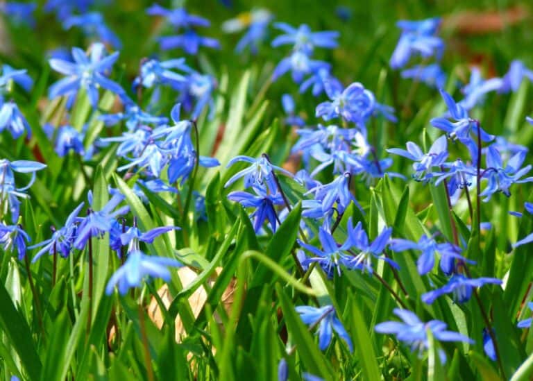 Naturalizing bulbs in your landscape 🌷 🌼 A gardener's guide