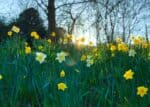 Naturalizing bulbs in your landscape 🌷 🌼 A gardener's guide