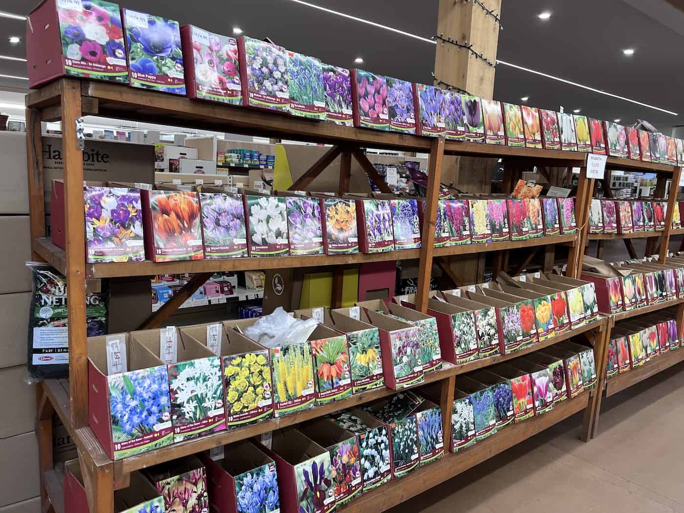 Naturalizing bulbs in your landscape 🌷 🌼 A gardener's guide