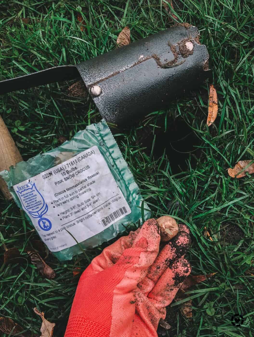 Naturalizing bulbs in your landscape 🌷 🌼 A gardener's guide