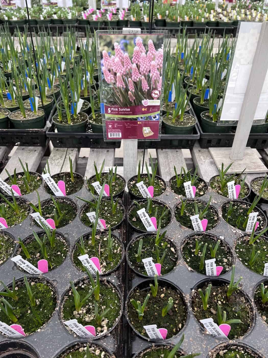 Muscari Pink Sunrise 💗 🌅 Unlock the secrets to vibrant blooms!