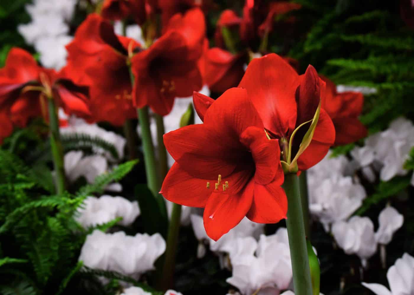 Red lion amaryllis 🌹🦁 Caring for this vibrant beauty