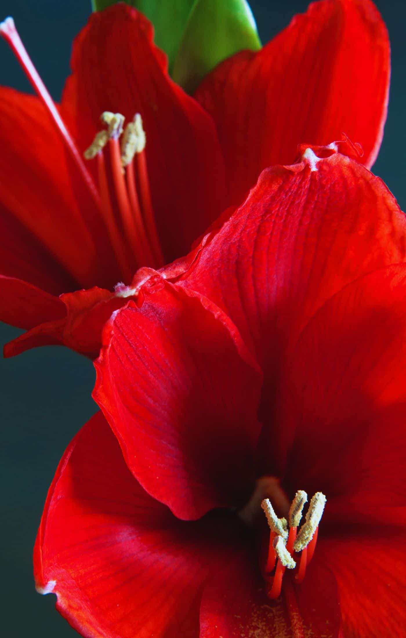 Red lion amaryllis 🌹🦁 Caring for this vibrant beauty